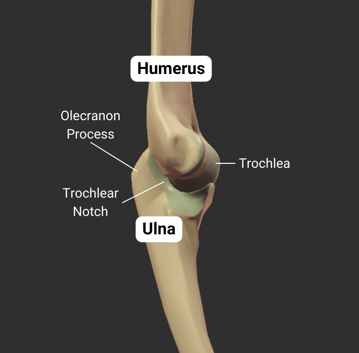 Humerus - Anatomy Study Sheets